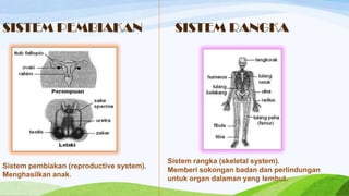 Manusia sebagai organisma yang kompleks | PPTX