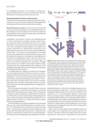 Many Faces Of Actin | PDF