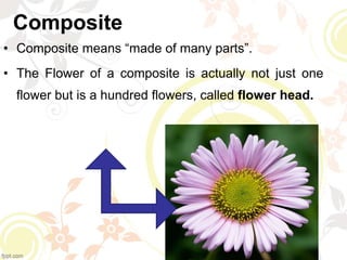 Composite Flowers Many flowers in one | PPT