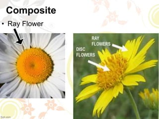 Composite Flowers Many flowers in one | PPTX