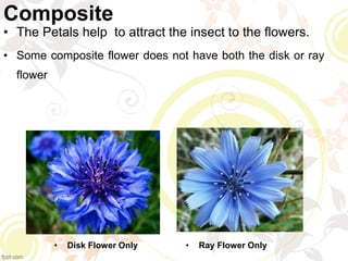 Composite Flowers Many flowers in one | PPTX
