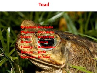 scientific classification | PPTX | Reptiles | Pets