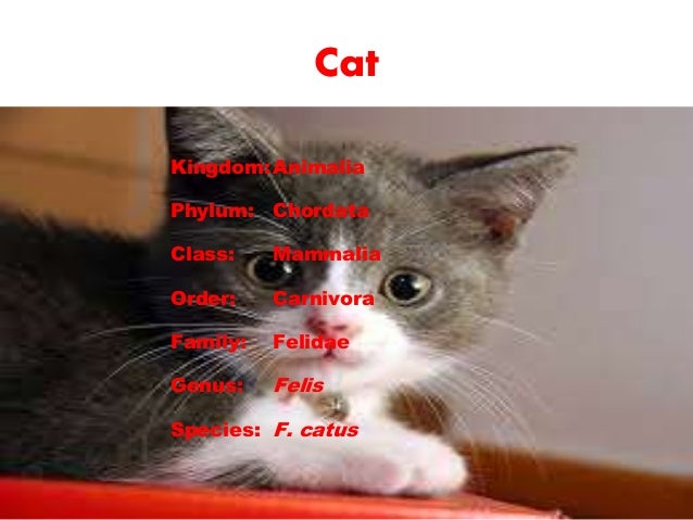 scientific classification