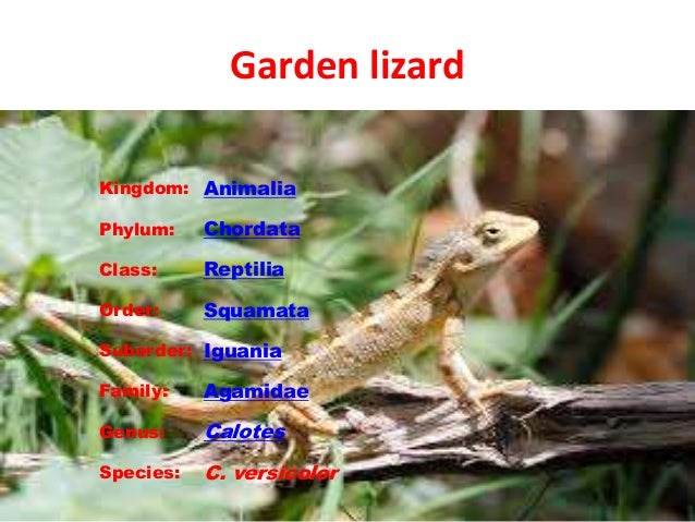 scientific classification