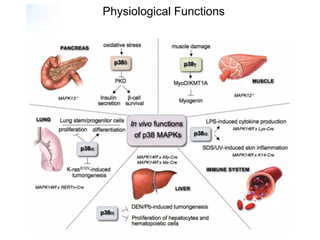 MAP.pptx map kinase pathway pharmacology | PPTX