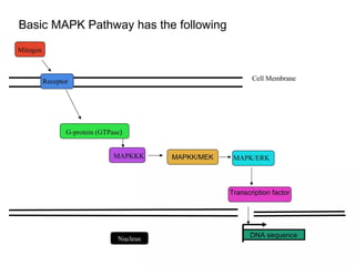 MAP.pptx map kinase pathway pharmacology | PPTX