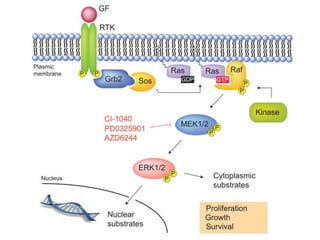 MAP.pptx map kinase pathway pharmacology | PPTX