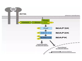 MAP.pptx map kinase pathway pharmacology | PPTX