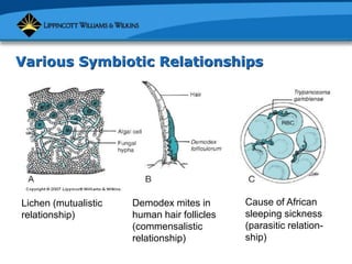 Micropara- ecology and immune system.ppt