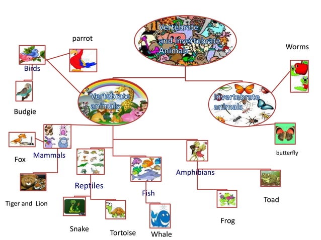 vertebrate and invertebrate animals | PPT