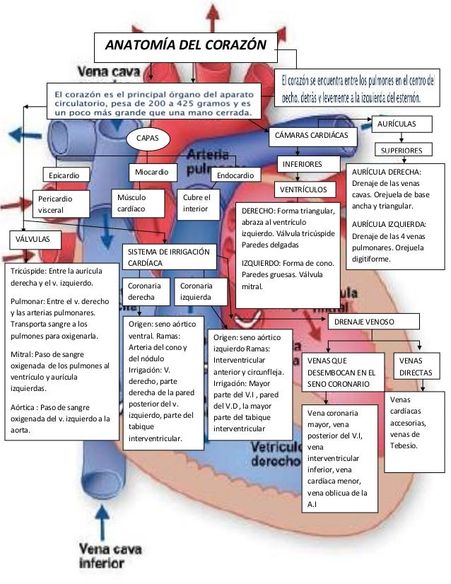 Mapa anatomia-del-corazón