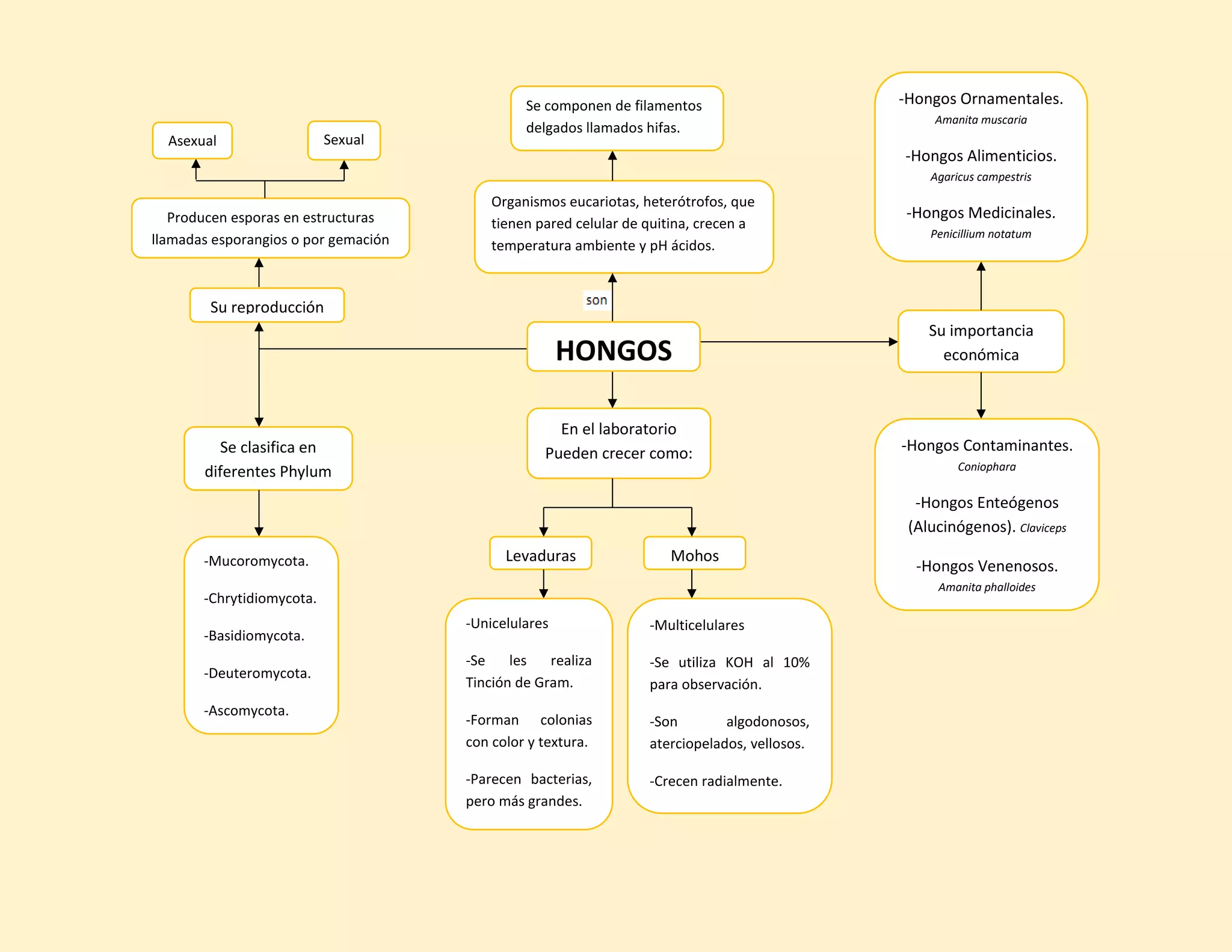 Mapa-conceptual-de-los-Hongos-2.docx