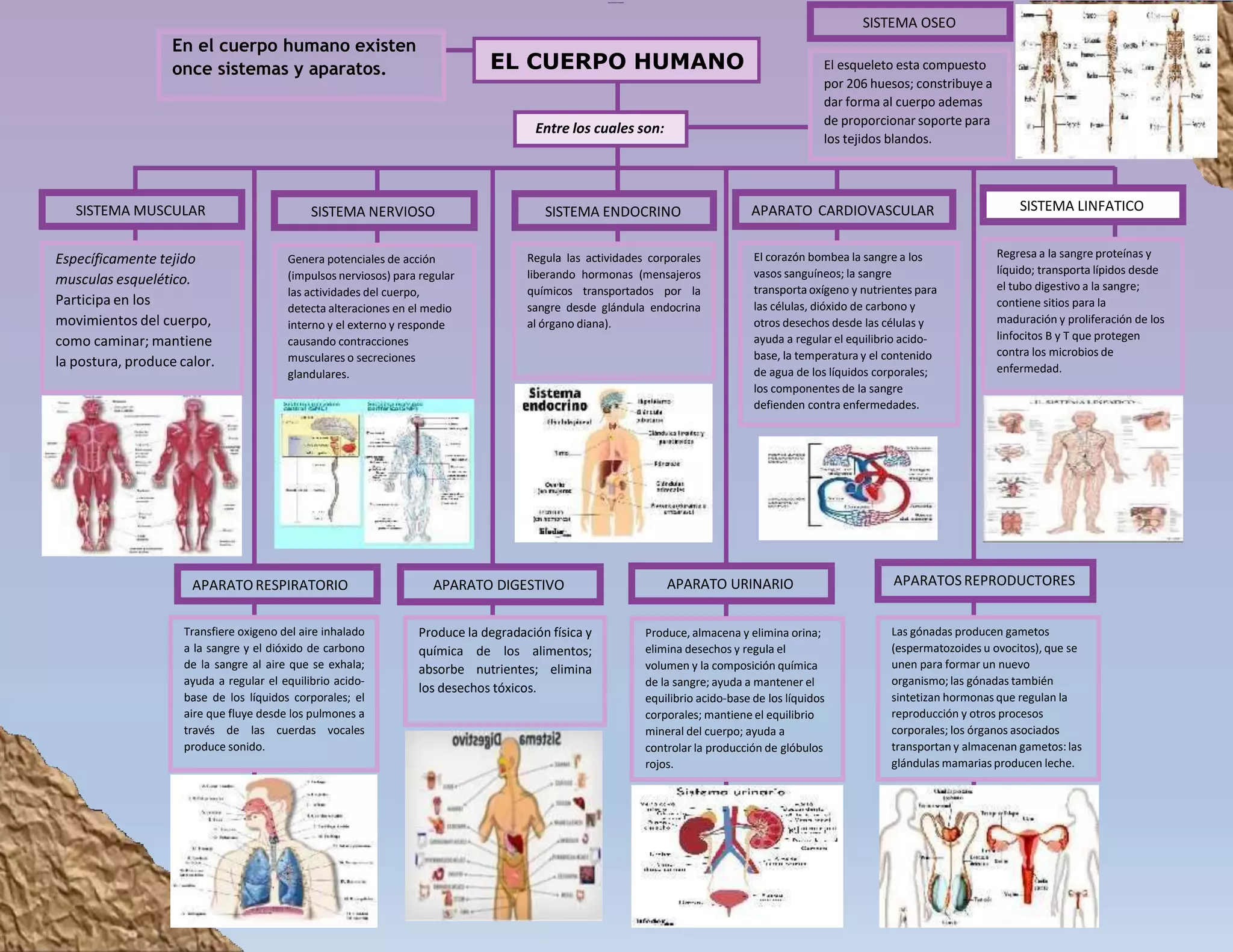 Mapa-conceptual-del-cuerpo-humano.pptx