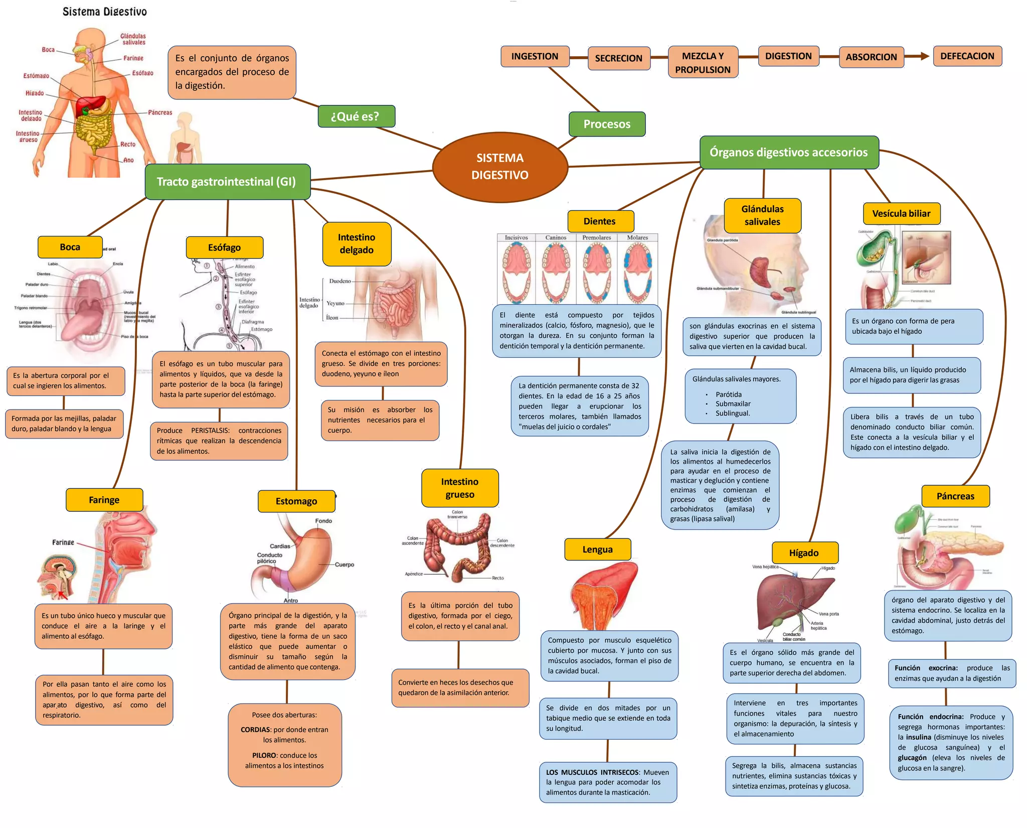 Mapa-conceptual-del-sistema-digestivo.pptx
