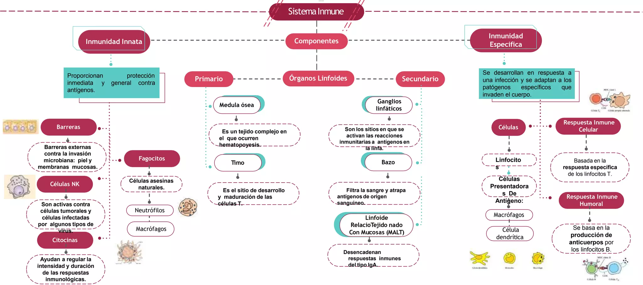 Mapa-conceptual-del-sistema-inmunologico.pptx