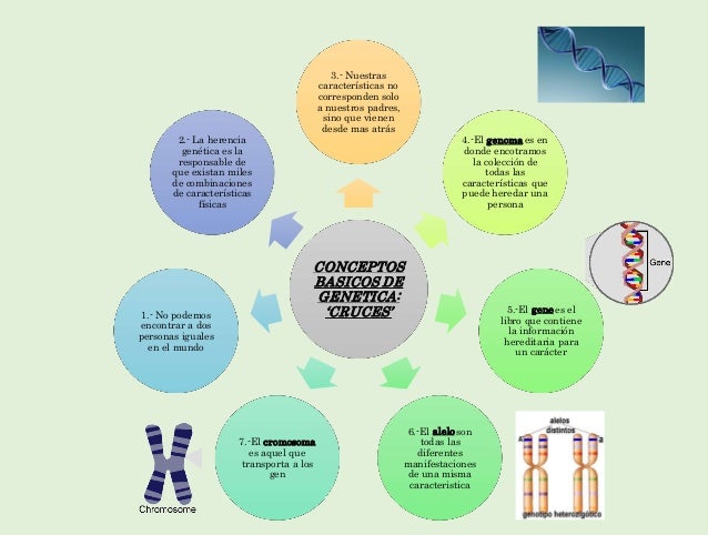 CONCEPTOS BÁSICOS DE GENÉTICA - CRUCES CONCEPTOS BÁSICOS DE GENÉTICA - CRUCES