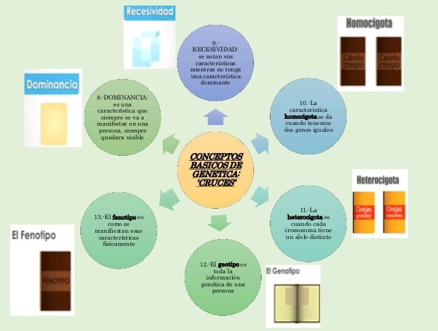 CONCEPTOS BÁSICOS DE GENÉTICA - CRUCES CONCEPTOS BÁSICOS DE GENÉTICA - CRUCES