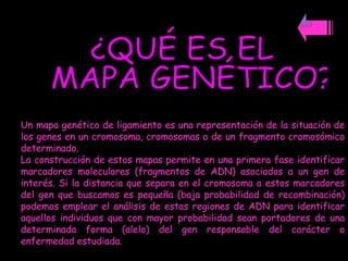Mapa Genético | PPT
