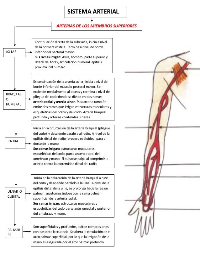 Mapa sistema-arterial