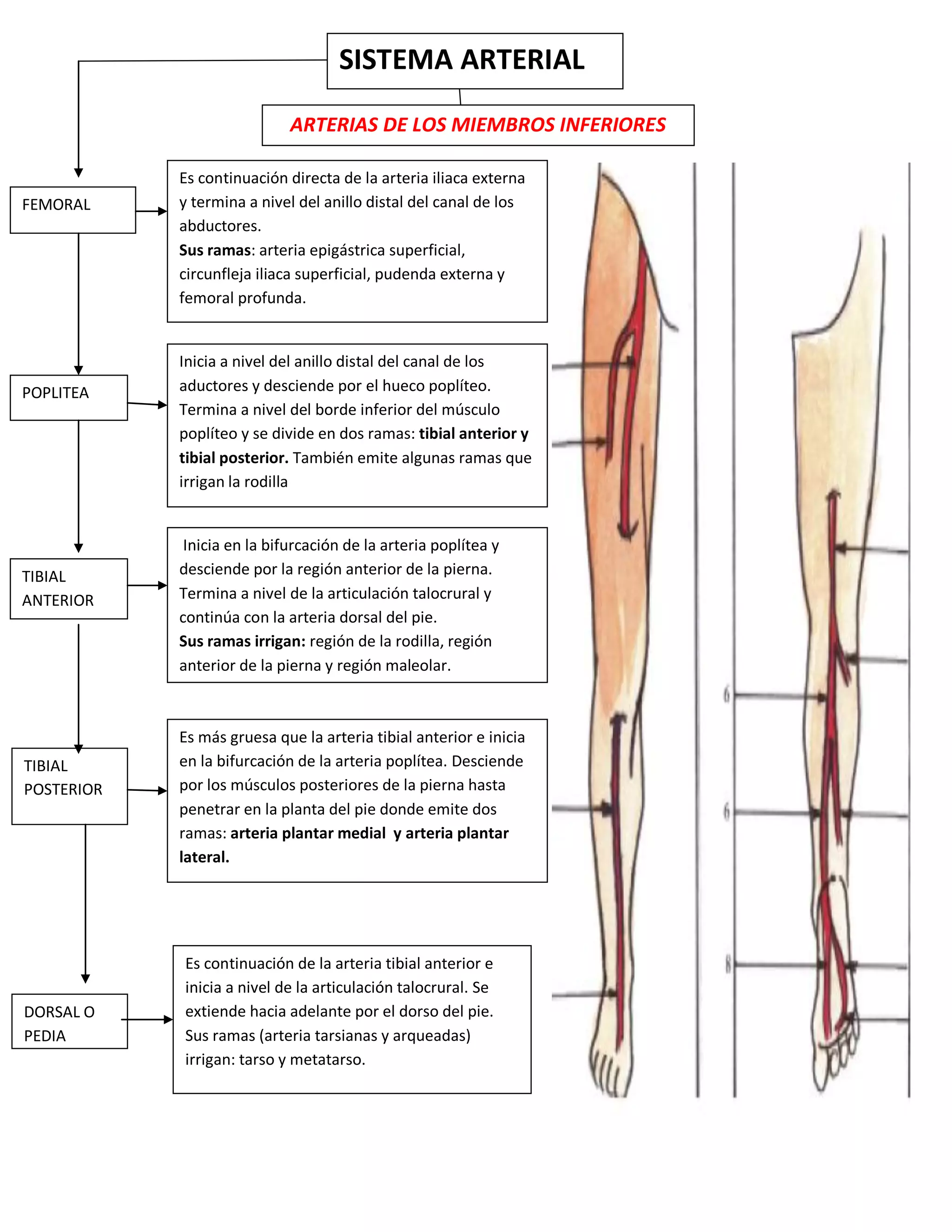 Mapa sistema-arterial | PDF