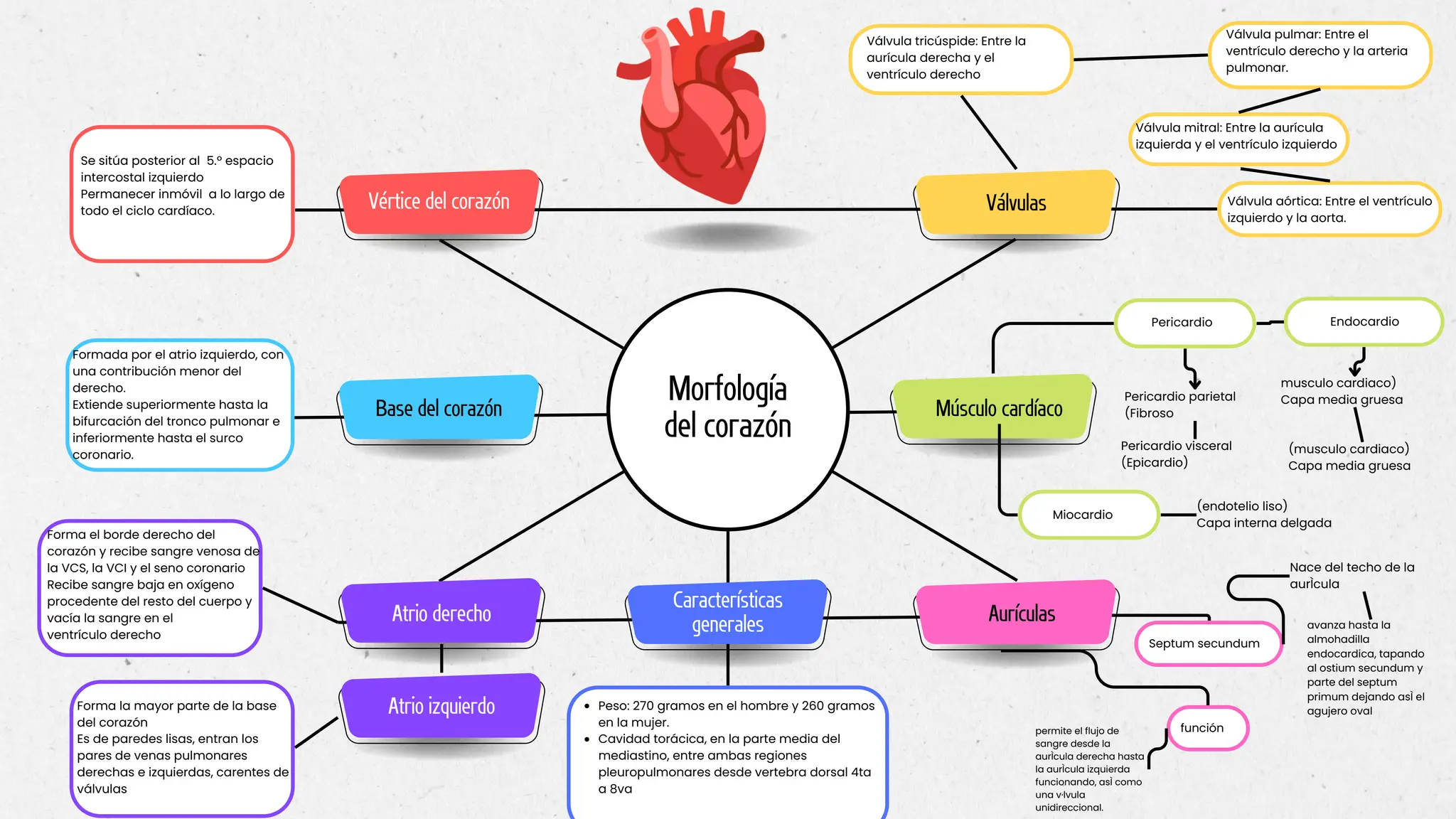 Mapa de la Morfología del corazón, Cardiología | PPT