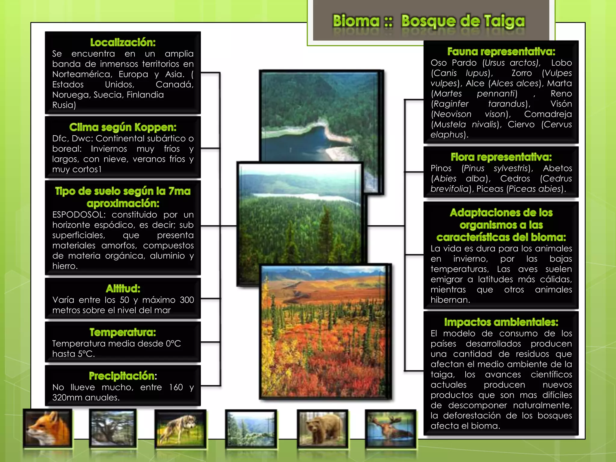 Mapa Conceptual :: Bioma Taiga | PPT