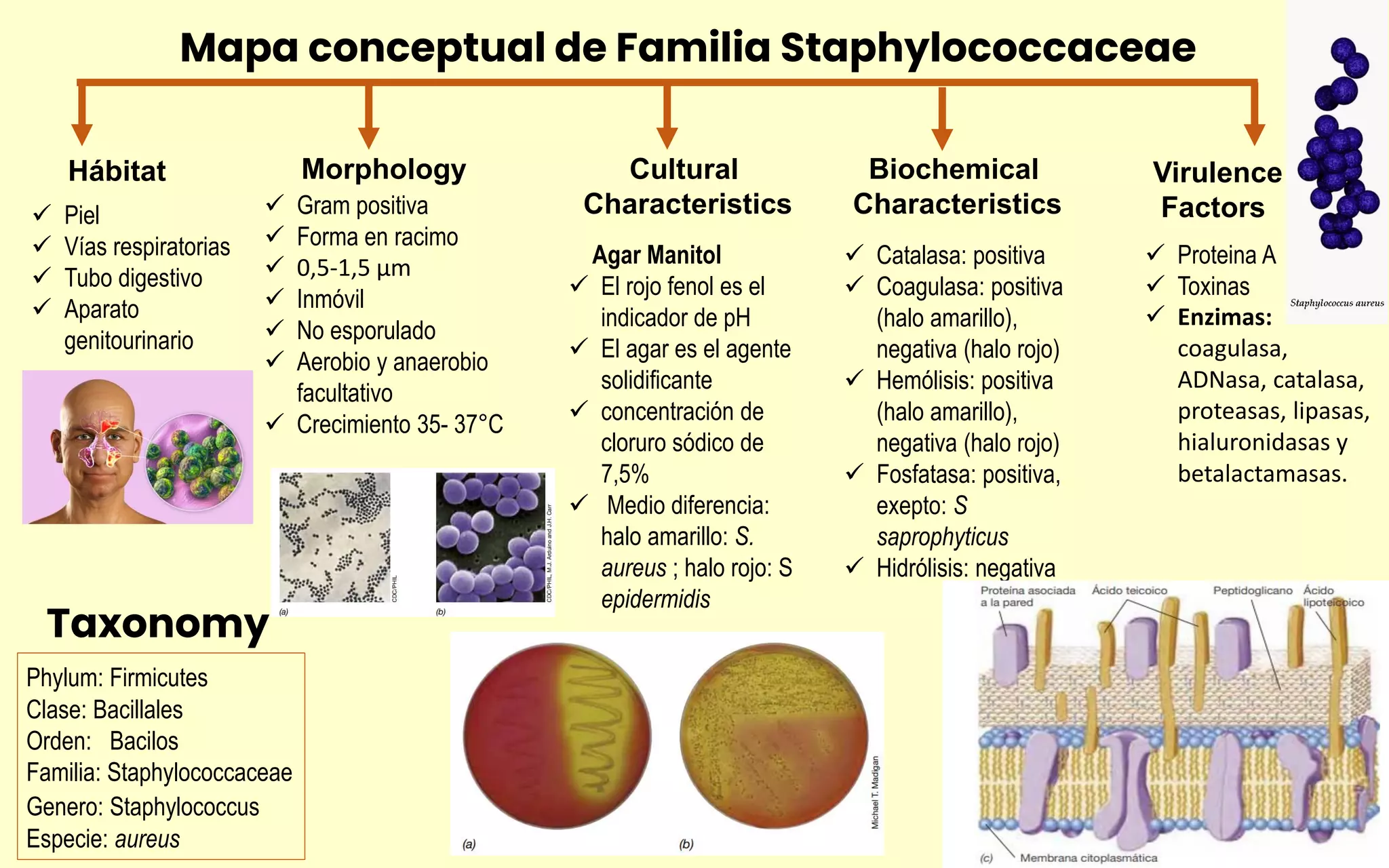 Mapa conceptual de Familia Staphylococcaceae.pdf