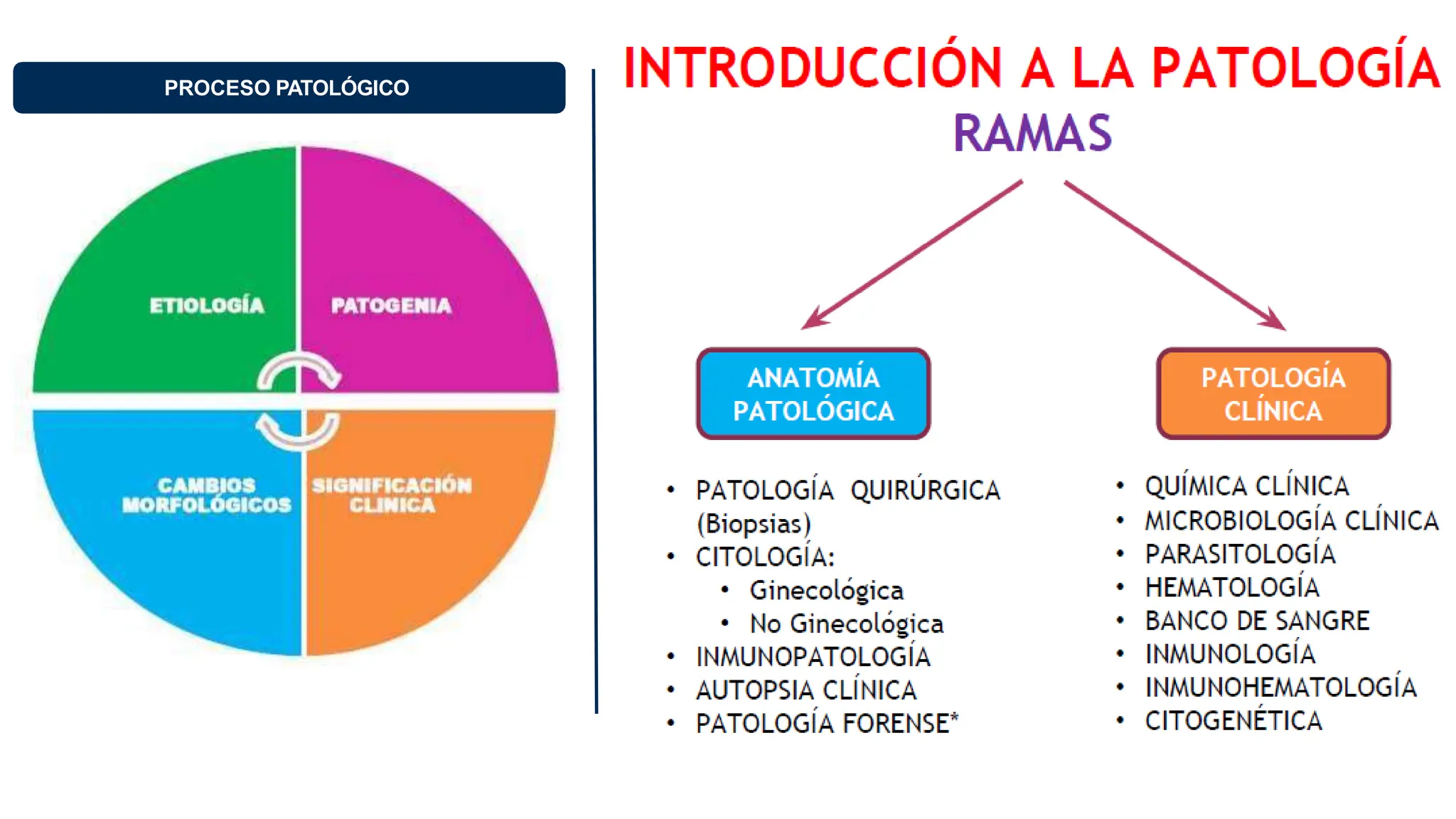 MAPA CONCEPTUAL DE PATOLOGIA clinica en salud | PPT