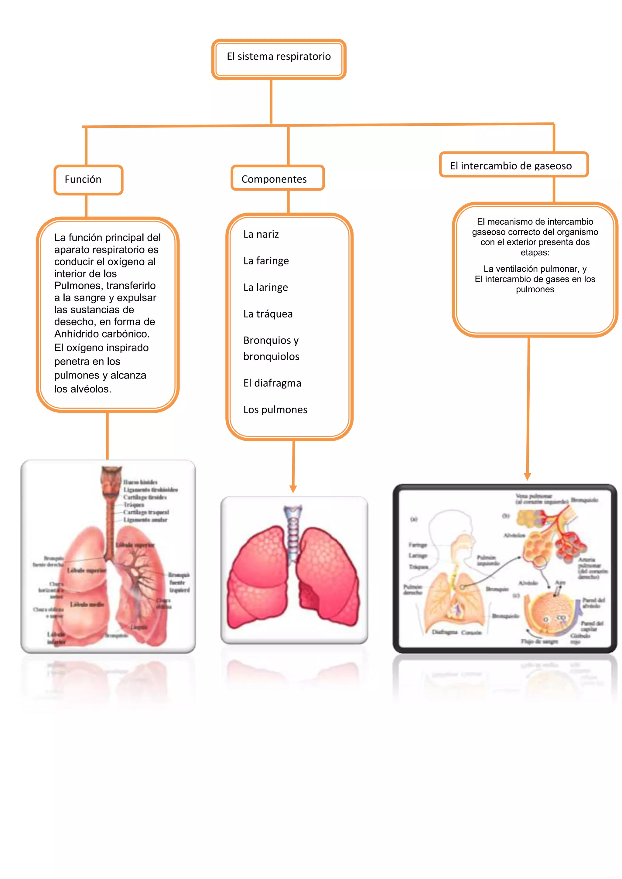 Mapa conceptual (sistema respiratorio)... | DOCX