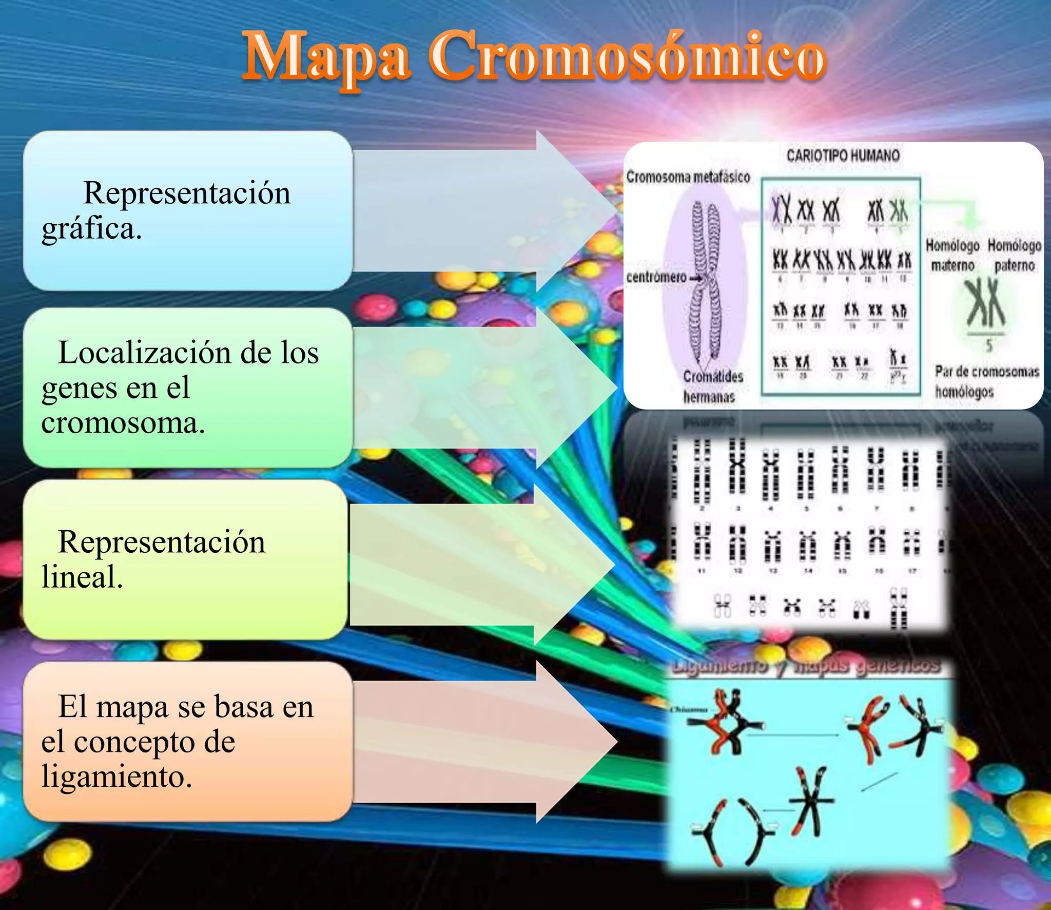 Mapa cromosómico | PPTX