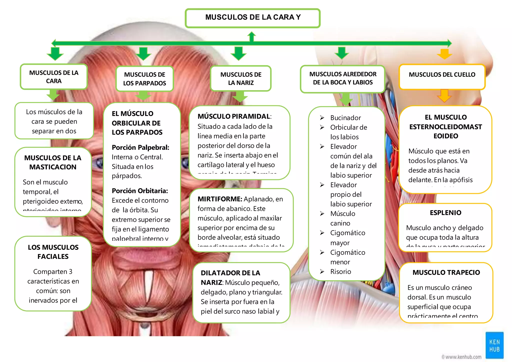 mapa de cara y cuello.docx
