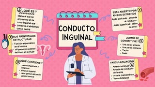 Mapa mental del CONDUCTO inguinal . Anatomía Uvm | PDF