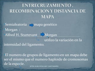 Mapa genético | PPT