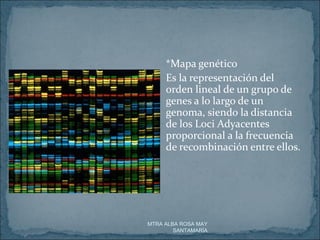 Mapa genético | PPT