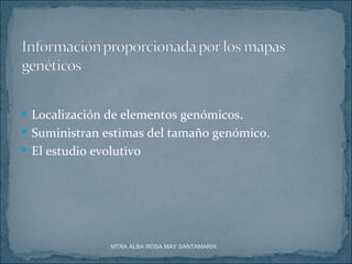 Mapa genético | PPT