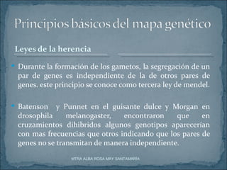 Mapa genético | PPT