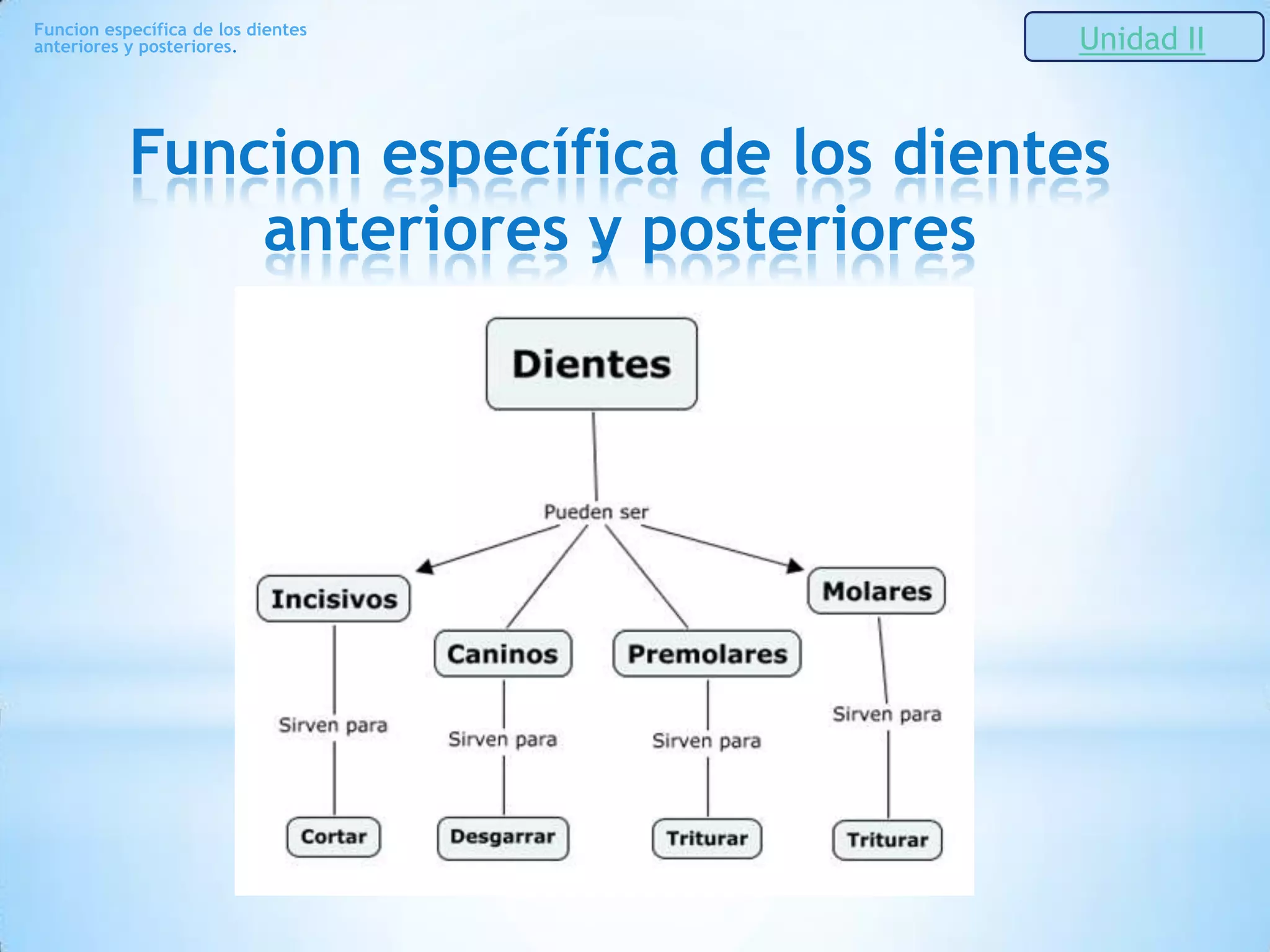 Mapa interactivo anatomia_dental | PPTX