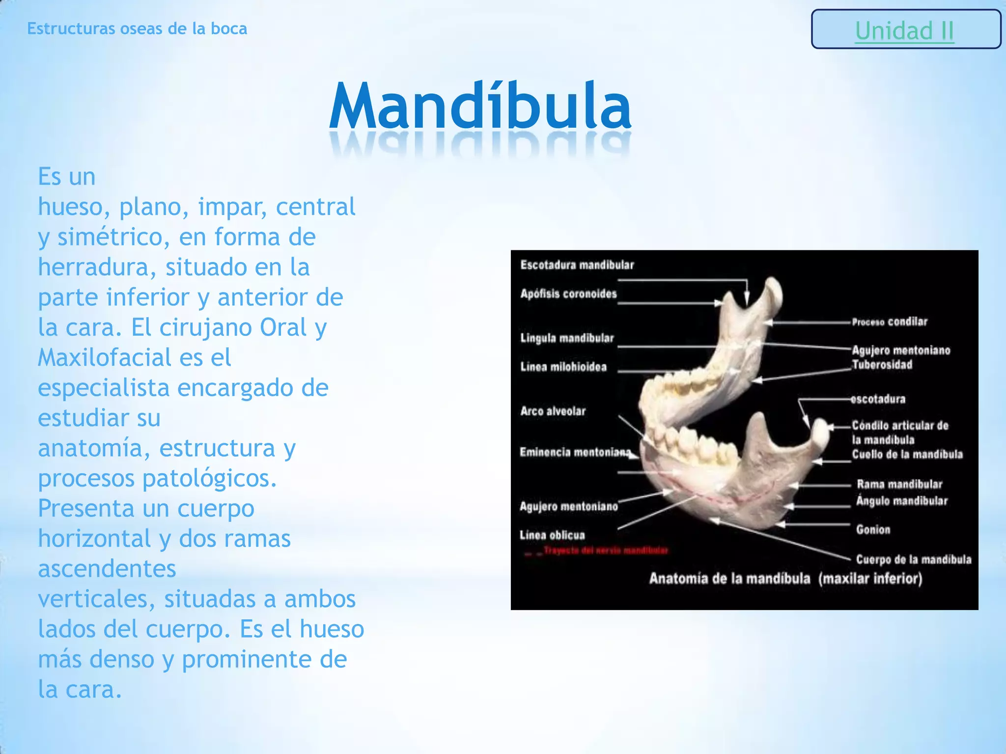 Mapa interactivo anatomia_dental | PPTX