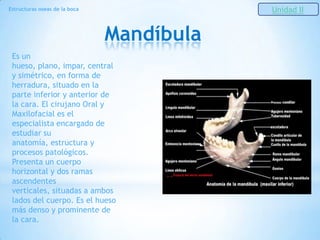 Mapa interactivo anatomia_dental | PPTX