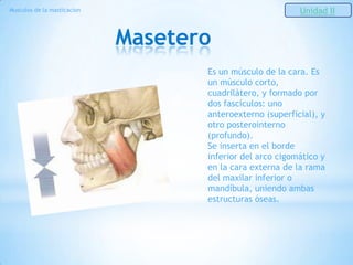 Mapa interactivo anatomia_dental | PPTX