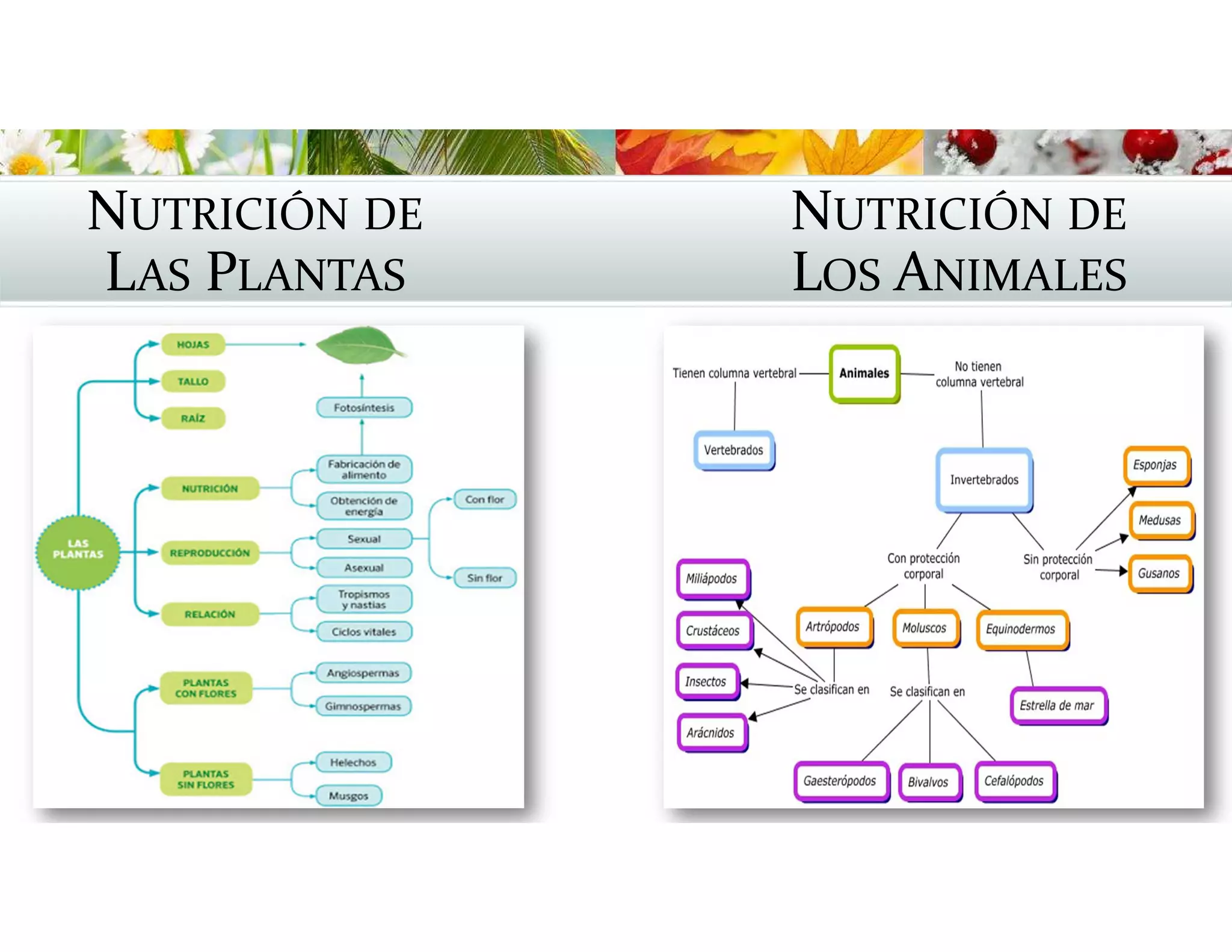 Mapa mental - Las Plantas y los Animales - Jonathan Castro | PDF
