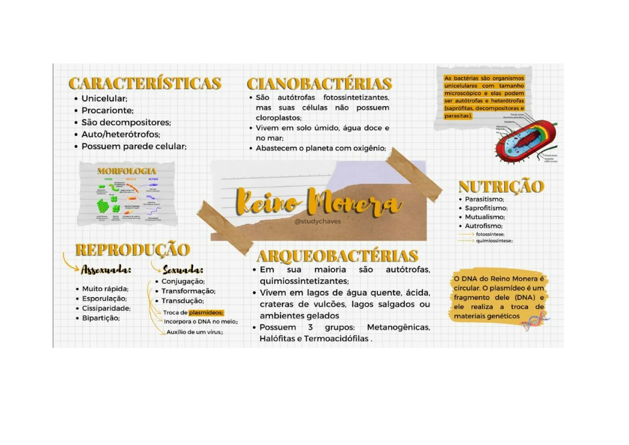 DESENHO CONTENDO MENTAL DO REINO MONERA. | DOCX