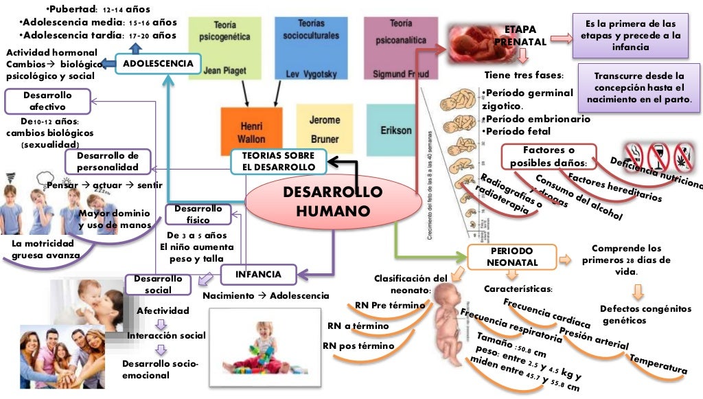Mapa mental bases biológicas del desarrollo