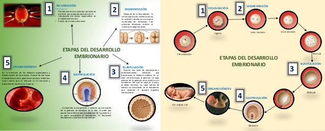 Mapa mental de etapas del desarrollo embrionario