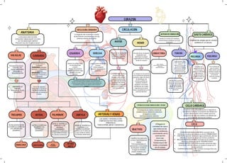 MAPA conceptual sobre la anatomía del corazón | PDF