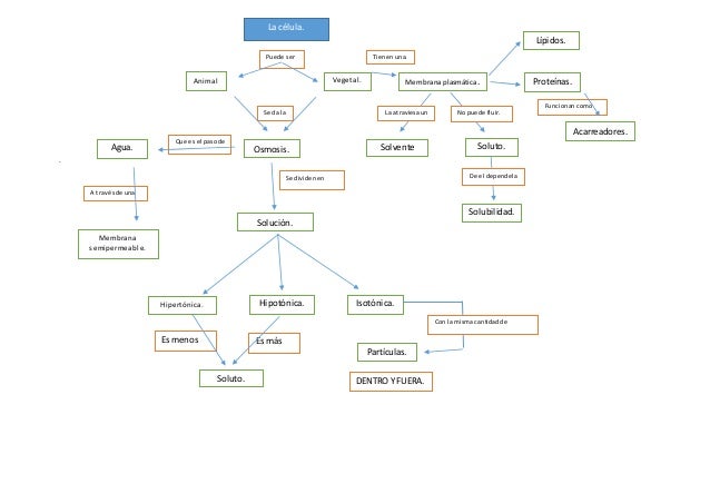 Mapa Conceptual De Osmosis - hayes