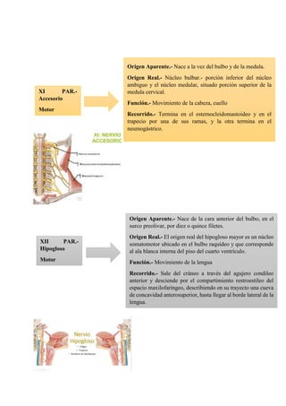 Mapa pares craneales | PDF