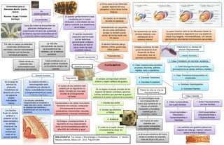 mapa platelmintos.pdf