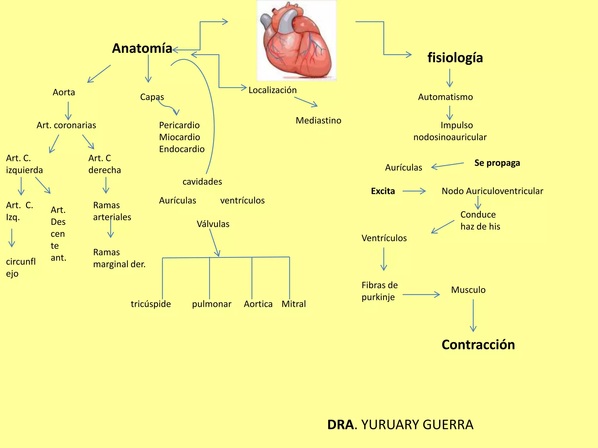 Mapas conceptuales anatomía y fisiología del corazón | PPTX