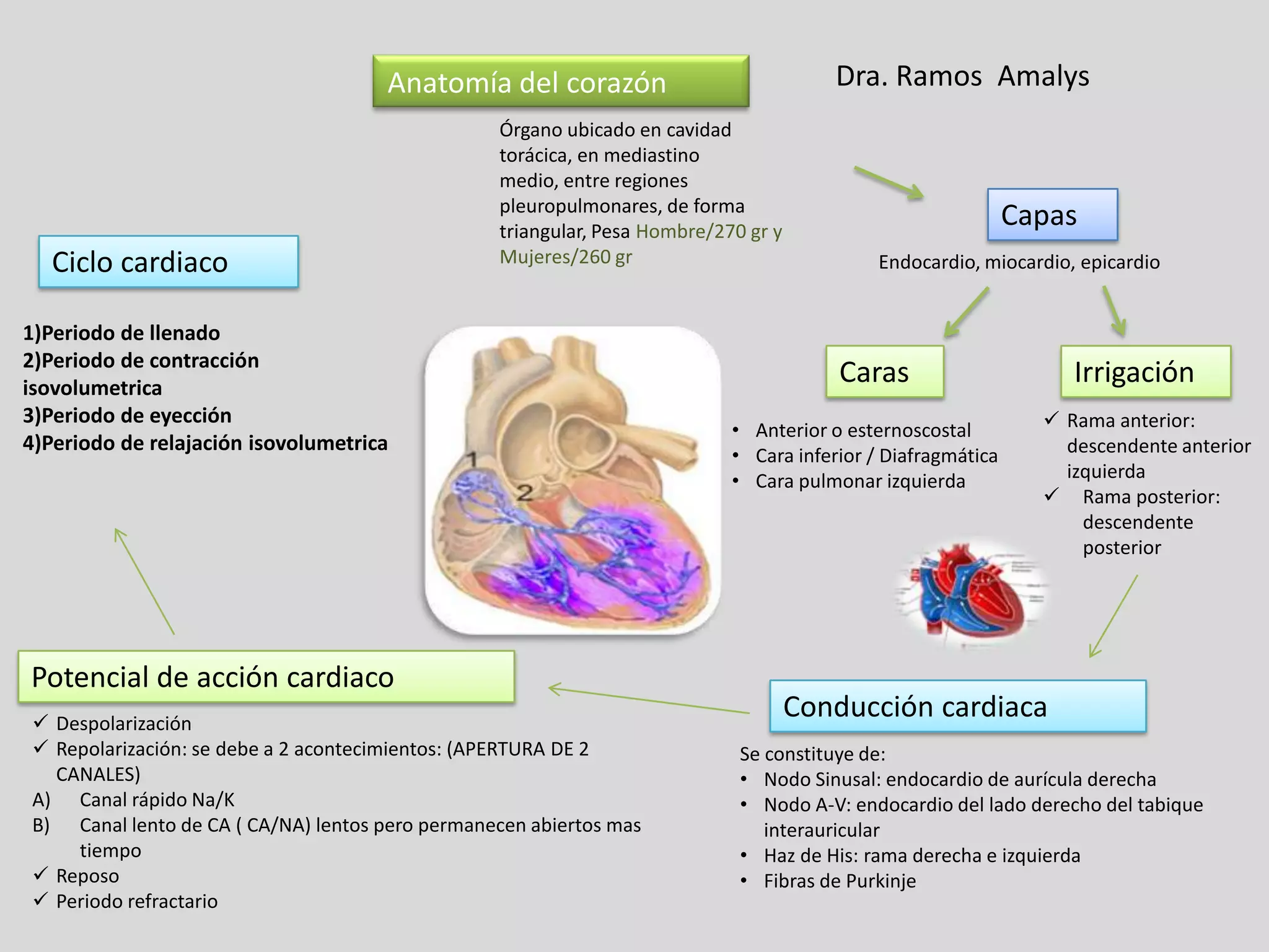 Mapas conceptuales anatomía y fisiología del corazón | PPTX